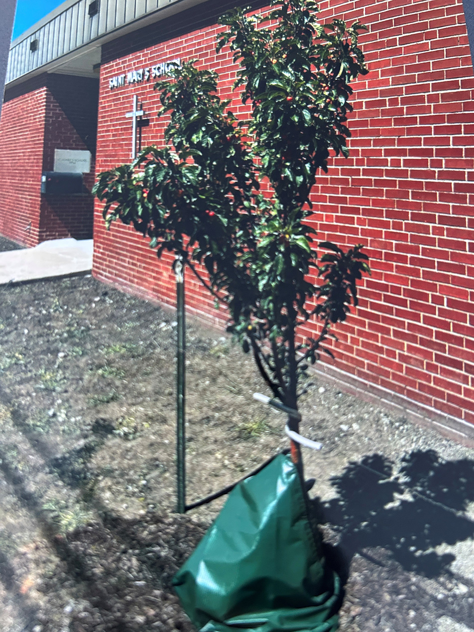 The Catholic Post Diocese of Peoria Plants Roots for the Future with ...